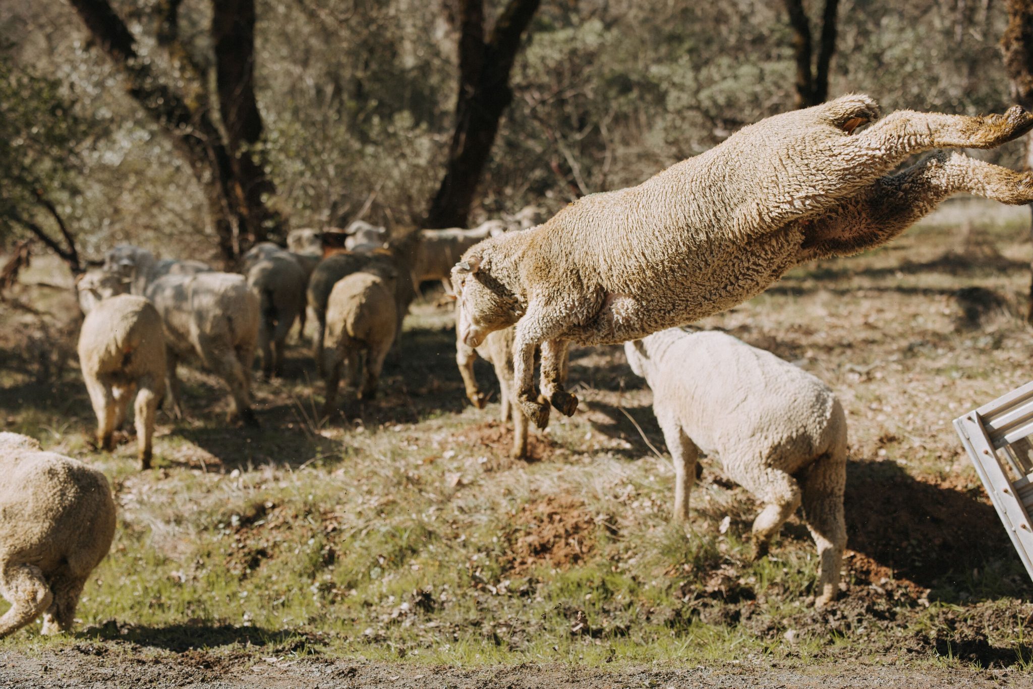 Stony Hill | Our Annual Sheep Parade - Wine Country Trekking